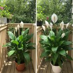 Just 1 Cup Makes Peace Lily Bloom Like Crazy (Even the Ugly Ones ...